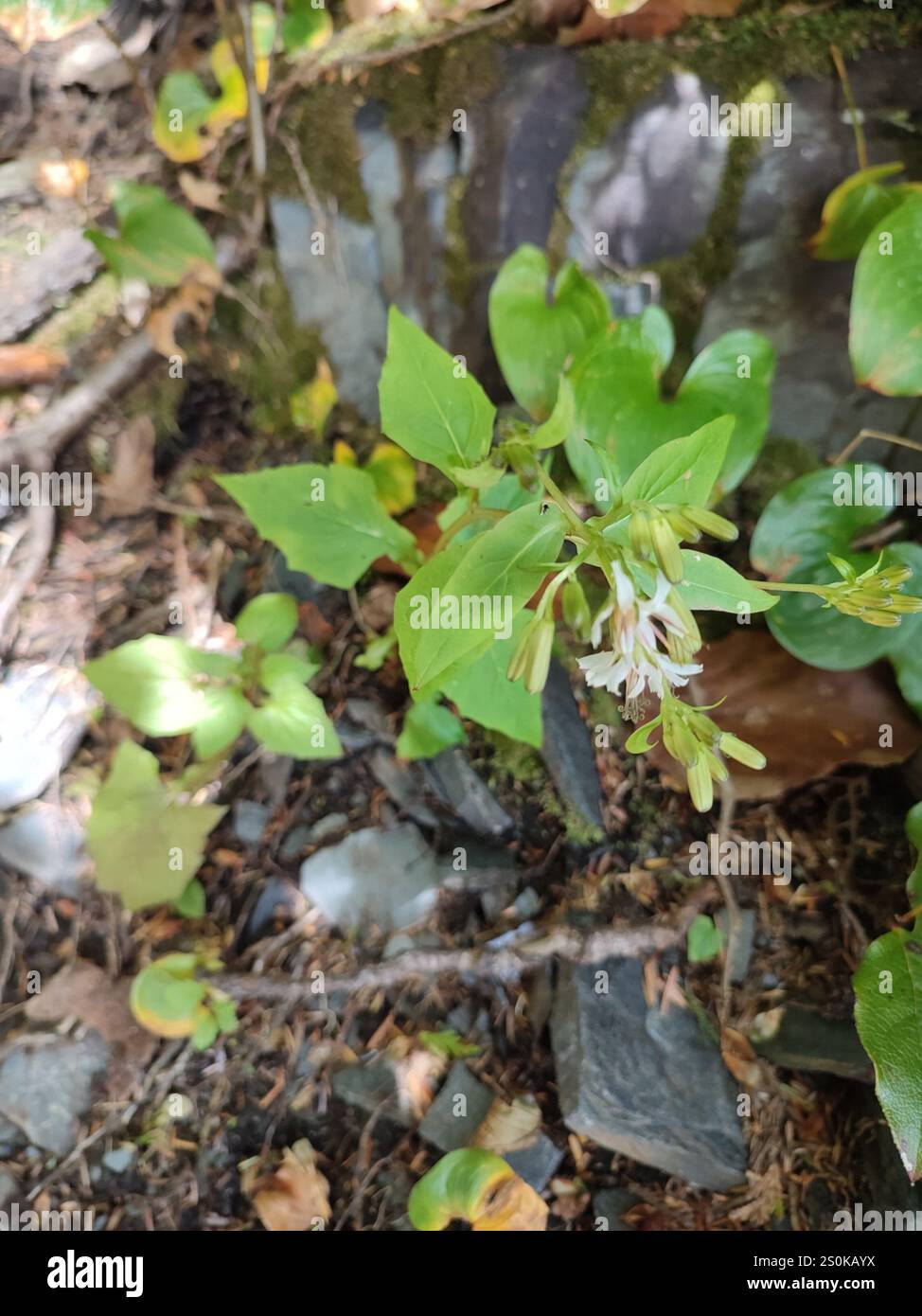 western rattlesnake root (Nabalus alatus Stock Photo - Alamy