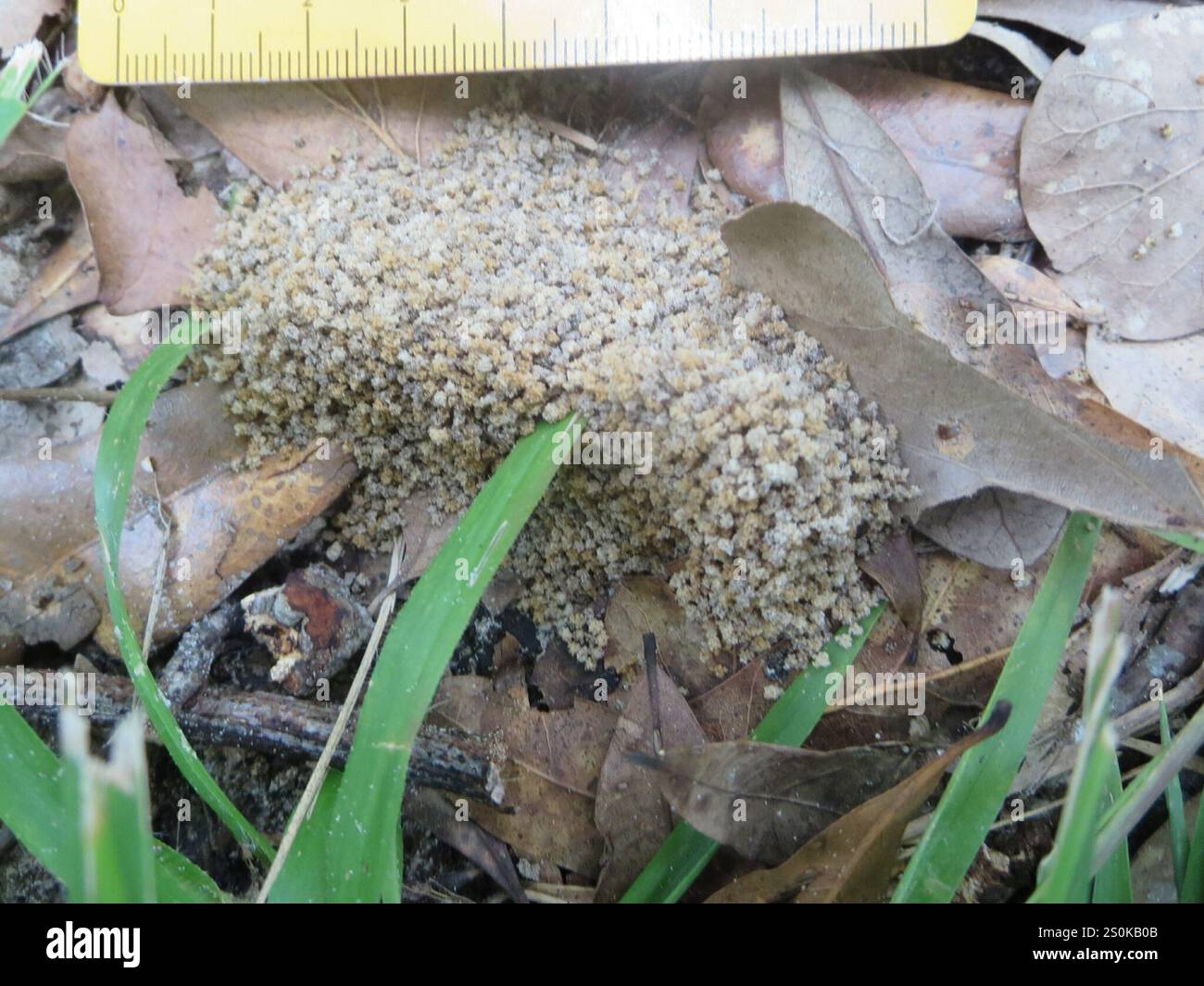 Northern Fungus-farming Ant (Trachymyrmex septentrionalis Stock Photo ...