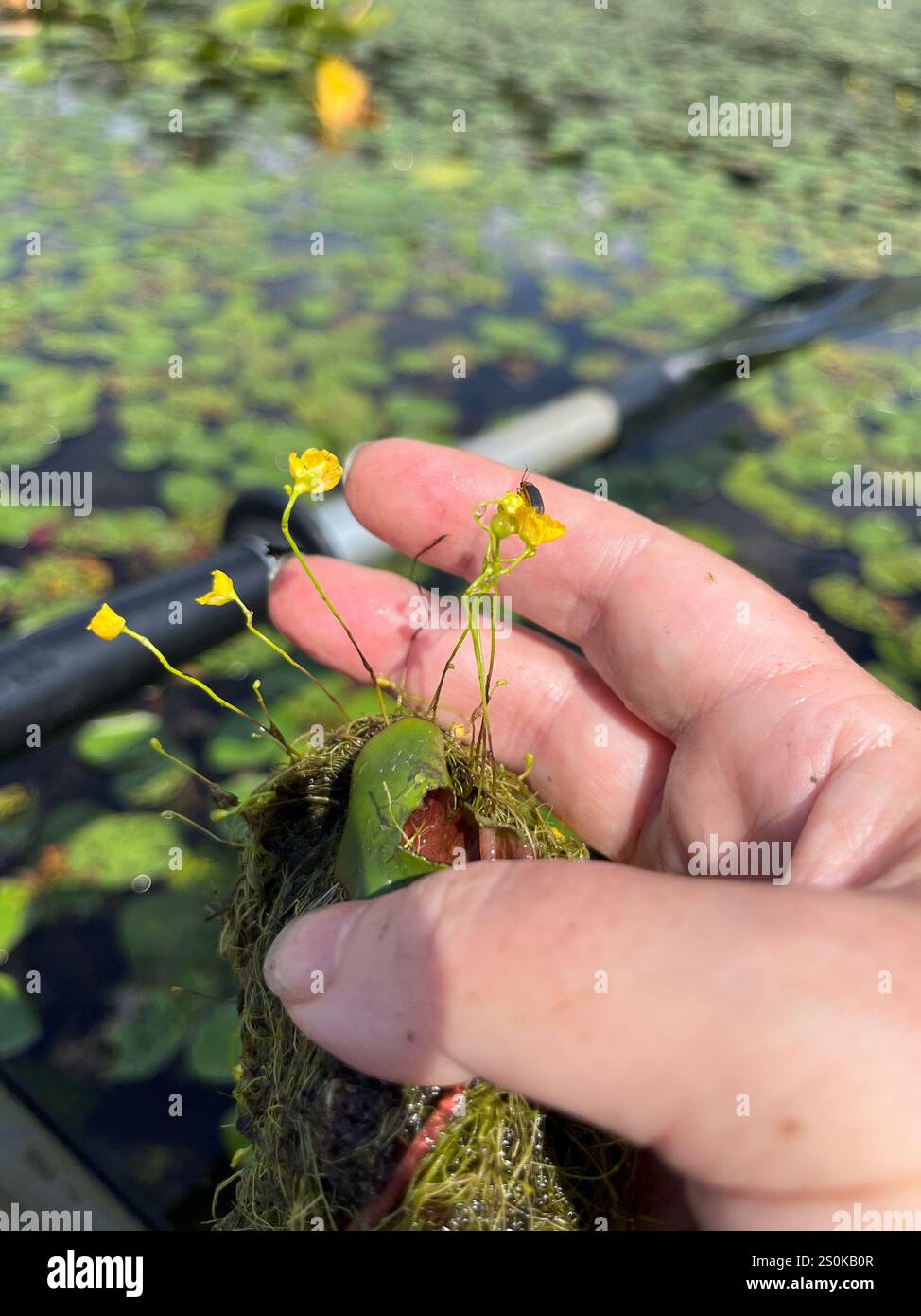 humped bladderwort (Utricularia gibba Stock Photo - Alamy