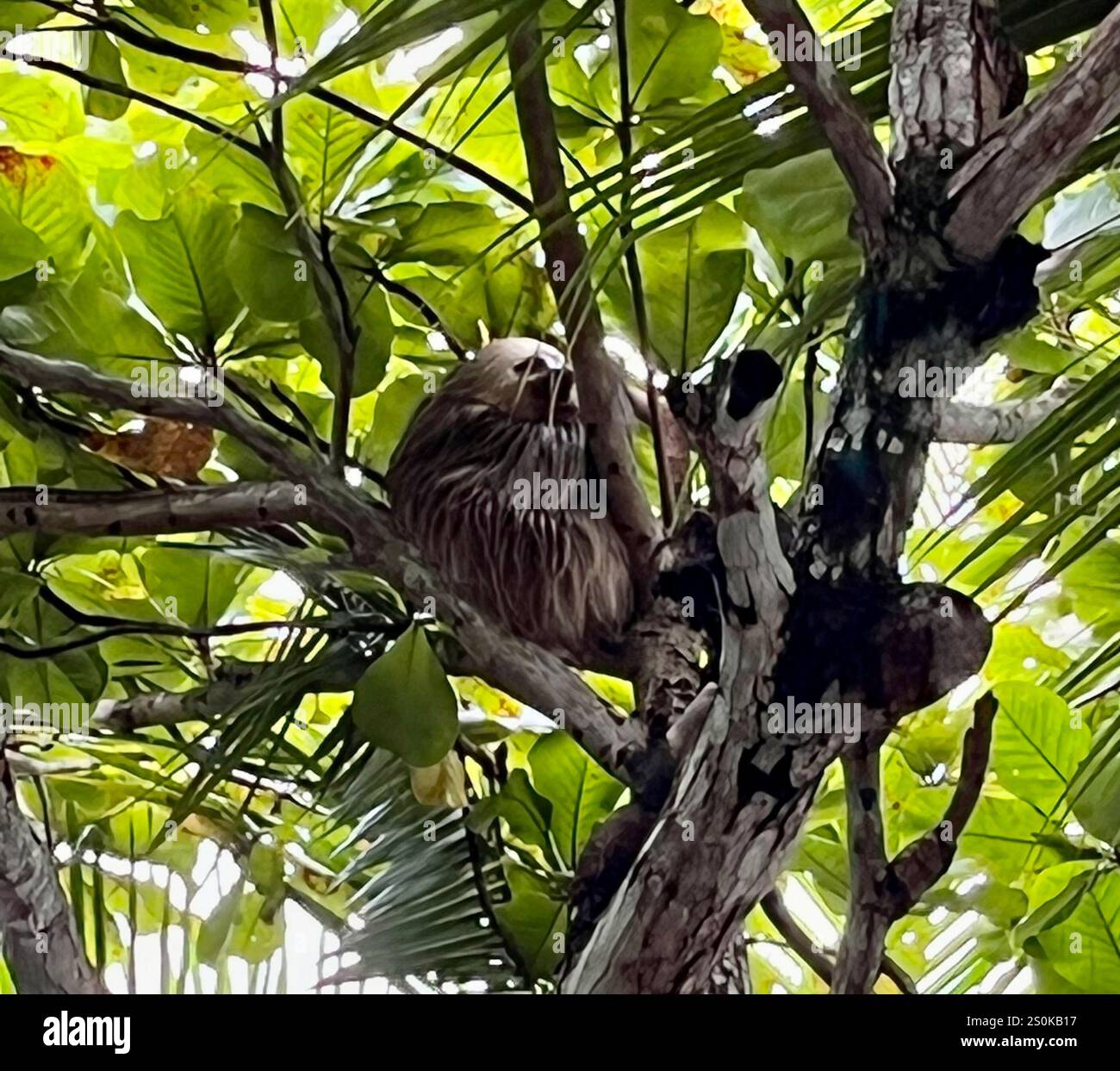 Hoffmann's Two-toed Sloth (Choloepus hoffmanni Stock Photo - Alamy