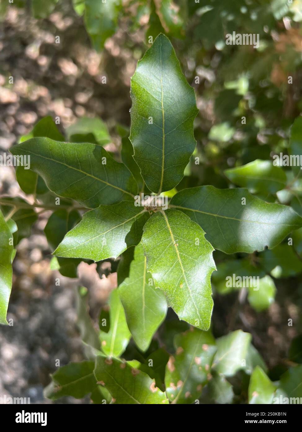 Holm oak (Quercus ilex Stock Photo - Alamy
