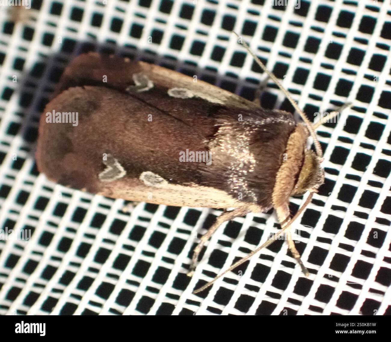 Flame Shoulder Moth (Ochropleura plecta Stock Photo - Alamy