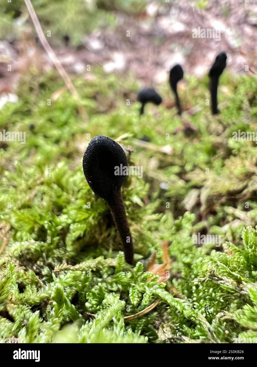 Earth Tongues (Geoglossum Stock Photo - Alamy