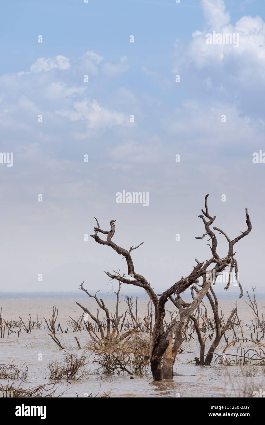 Flooded areas at Lake Manyara National Park as a result of unusually ...