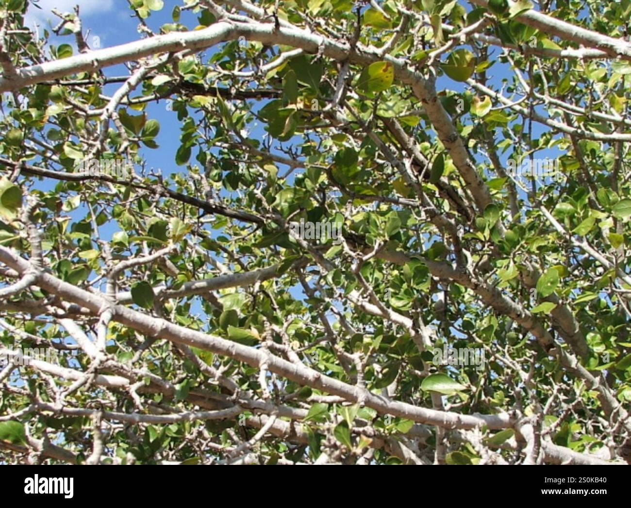 Black Monkey Orange (Strychnos madagascariensis Stock Photo - Alamy