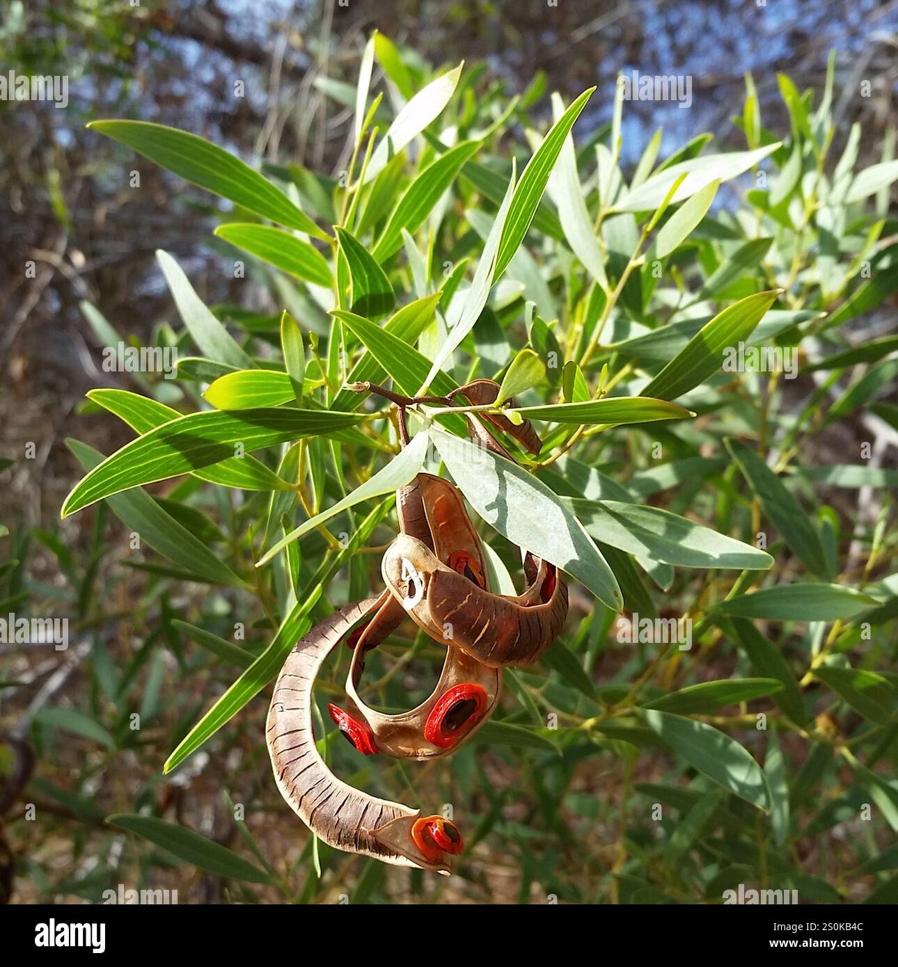 western coastal wattle (Acacia cyclops Stock Photo - Alamy