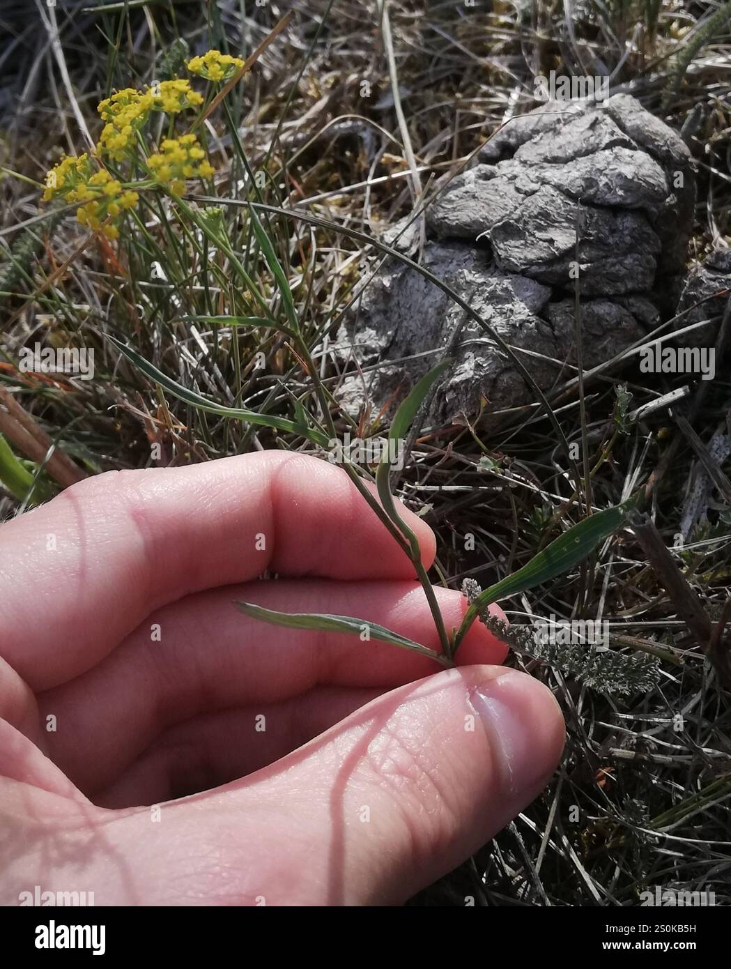 Sickle-leaved Hare's-ear (Bupleurum falcatum Stock Photo - Alamy