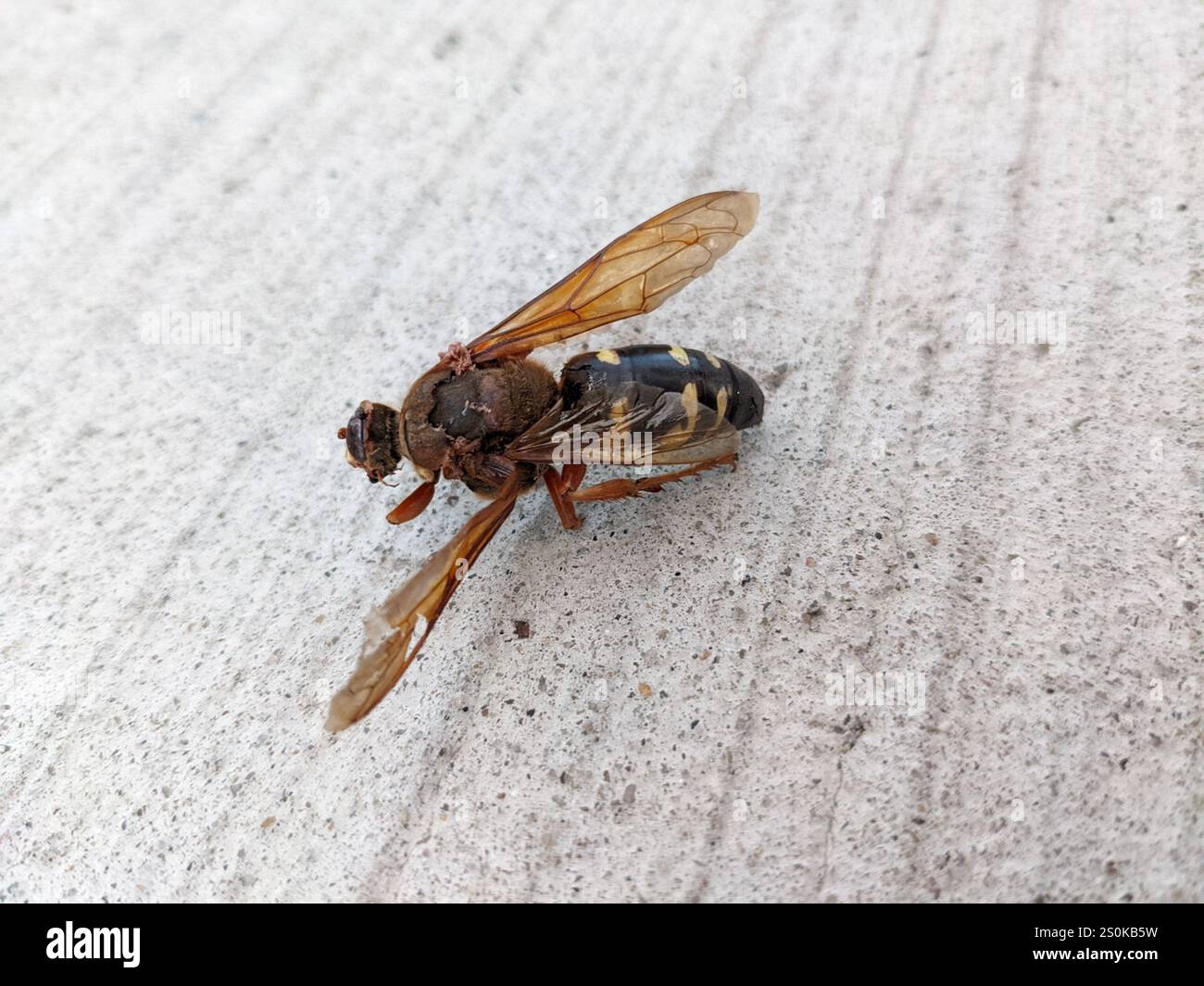 Eastern Cicada-killer Wasp (Sphecius speciosus Stock Photo - Alamy