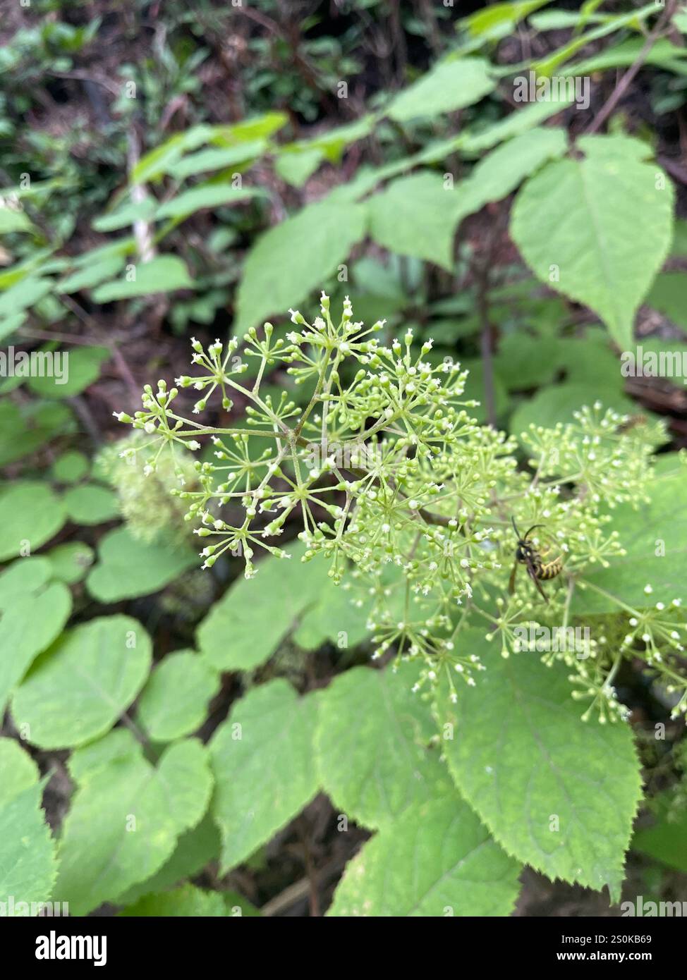 American spikenard (Aralia racemosa Stock Photo - Alamy
