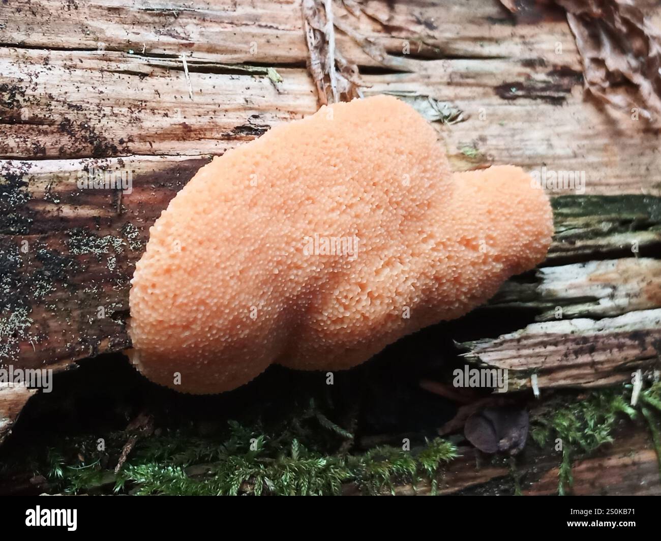 Red Raspberry Slime Mold (Tubifera ferruginosa Stock Photo - Alamy