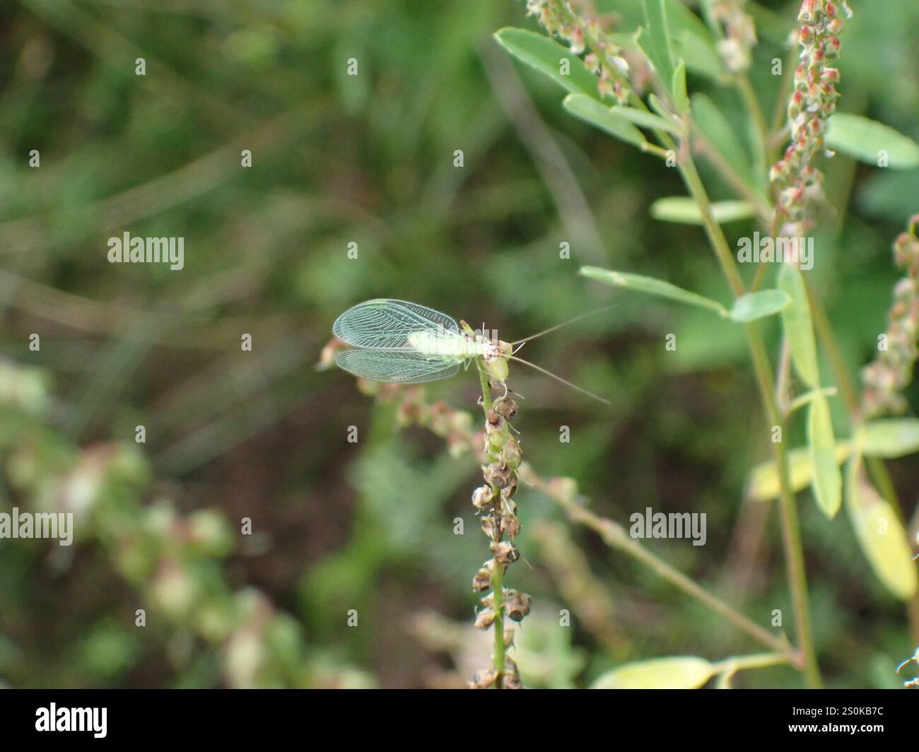Golden-eyed lacewing (Chrysopa oculata Stock Photo - Alamy