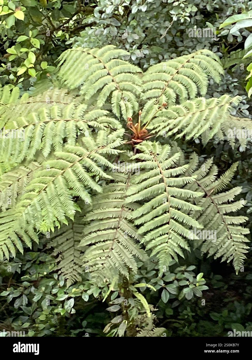 Tree Ferns and Allies (Cyatheales Stock Photo - Alamy