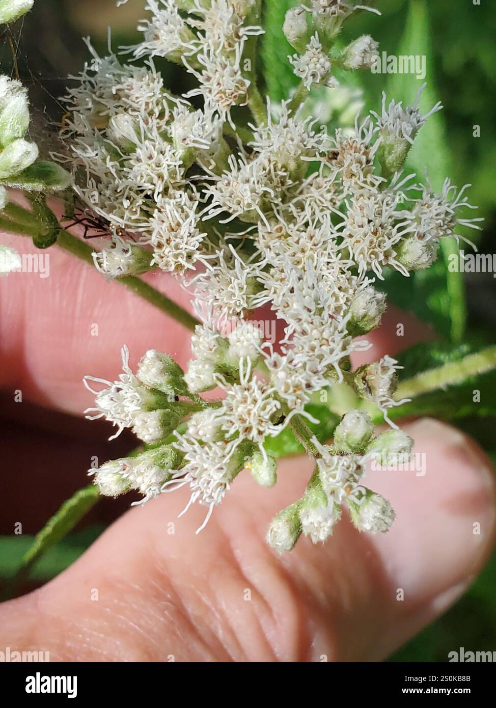 common boneset (Eupatorium perfoliatum Stock Photo - Alamy