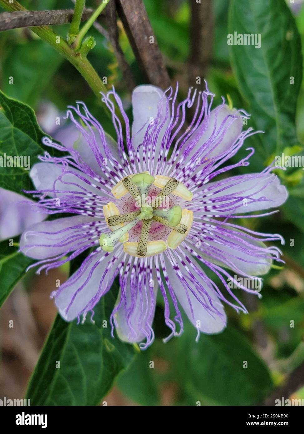 purple passionflower (Passiflora incarnata Stock Photo - Alamy