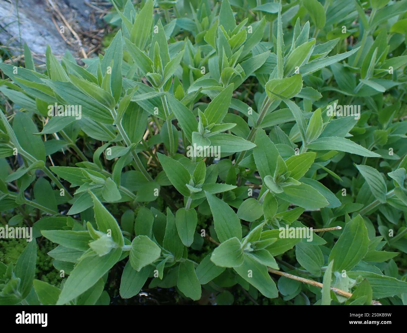 Lewis' monkeyflower (Erythranthe lewisii Stock Photo - Alamy