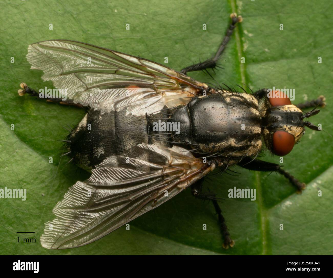 Bot Flies, Blow Flies, and Allies (Oestroidea Stock Photo - Alamy