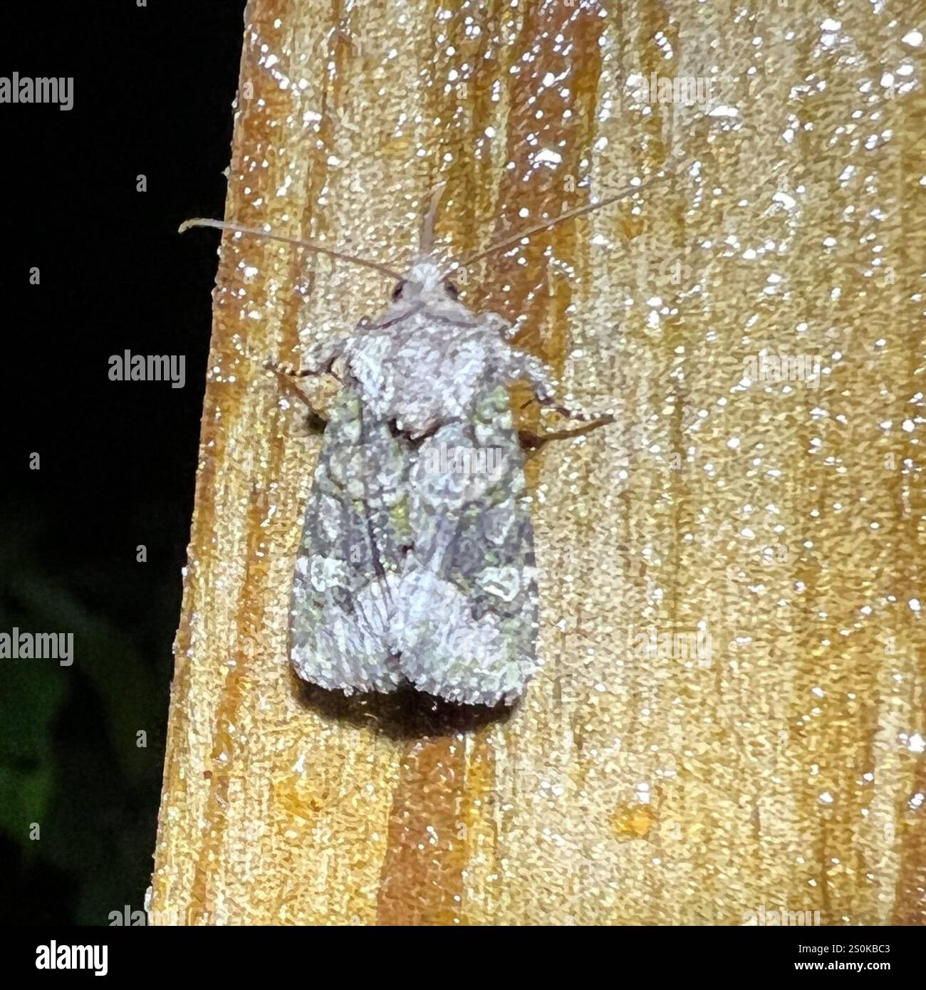 Olive Arches Moth (Lacinipolia olivacea Stock Photo - Alamy