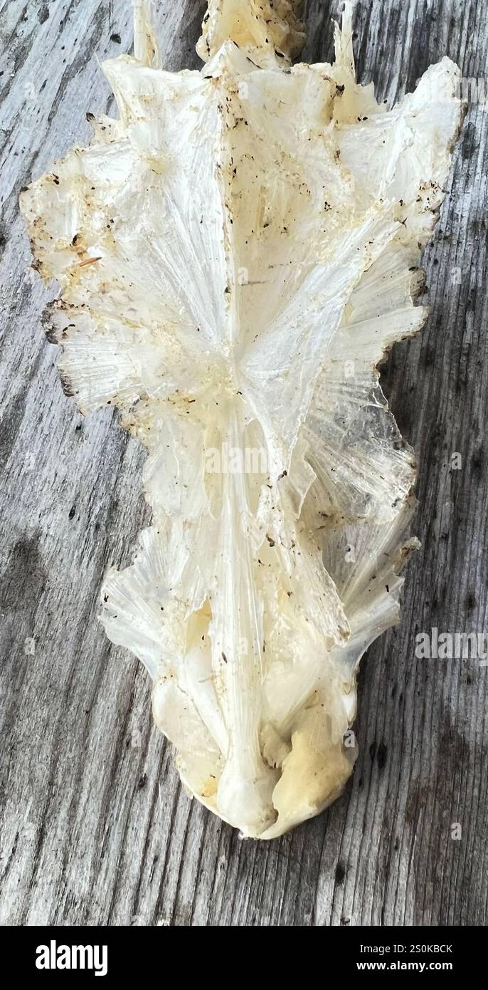 Pacific Cod (Gadus macrocephalus Stock Photo - Alamy