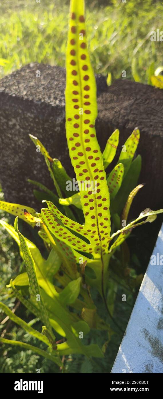Musk Fern (Microsorum grossum Stock Photo - Alamy