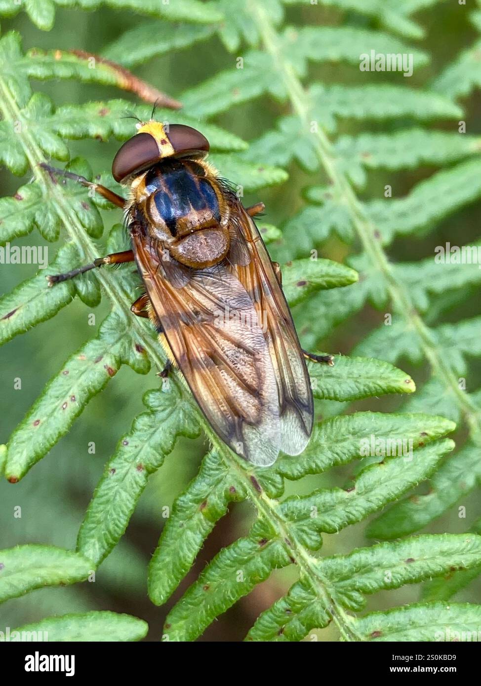 Lesser Hornet Hoverfly (Volucella inanis Stock Photo - Alamy