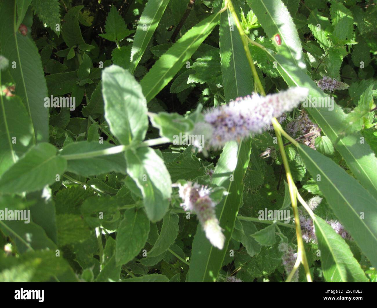 Horse Mint (Mentha longifolia Stock Photo - Alamy