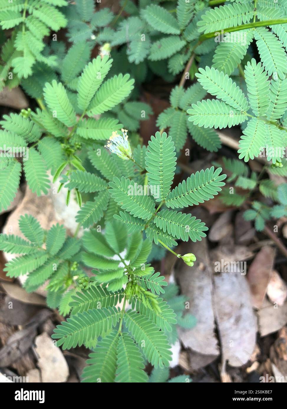 Velvet Bundleflower (Desmanthus velutinus Stock Photo - Alamy