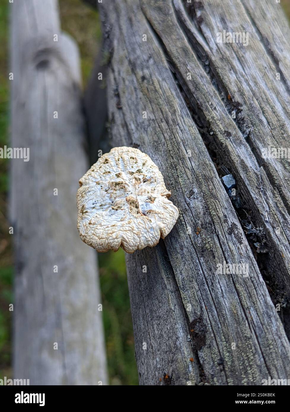 Trainwrecker (Neolentinus lepideus Stock Photo - Alamy