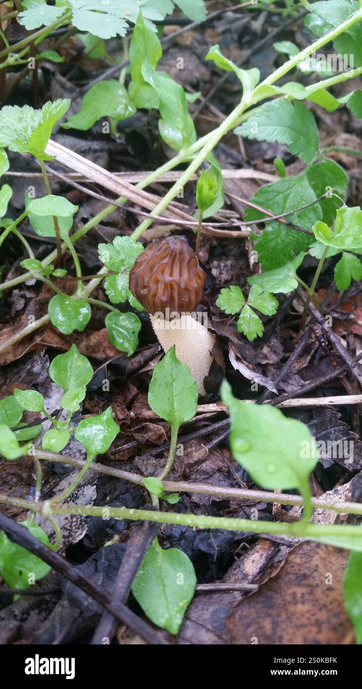 Half-free Morel (Morchella punctipes Stock Photo - Alamy