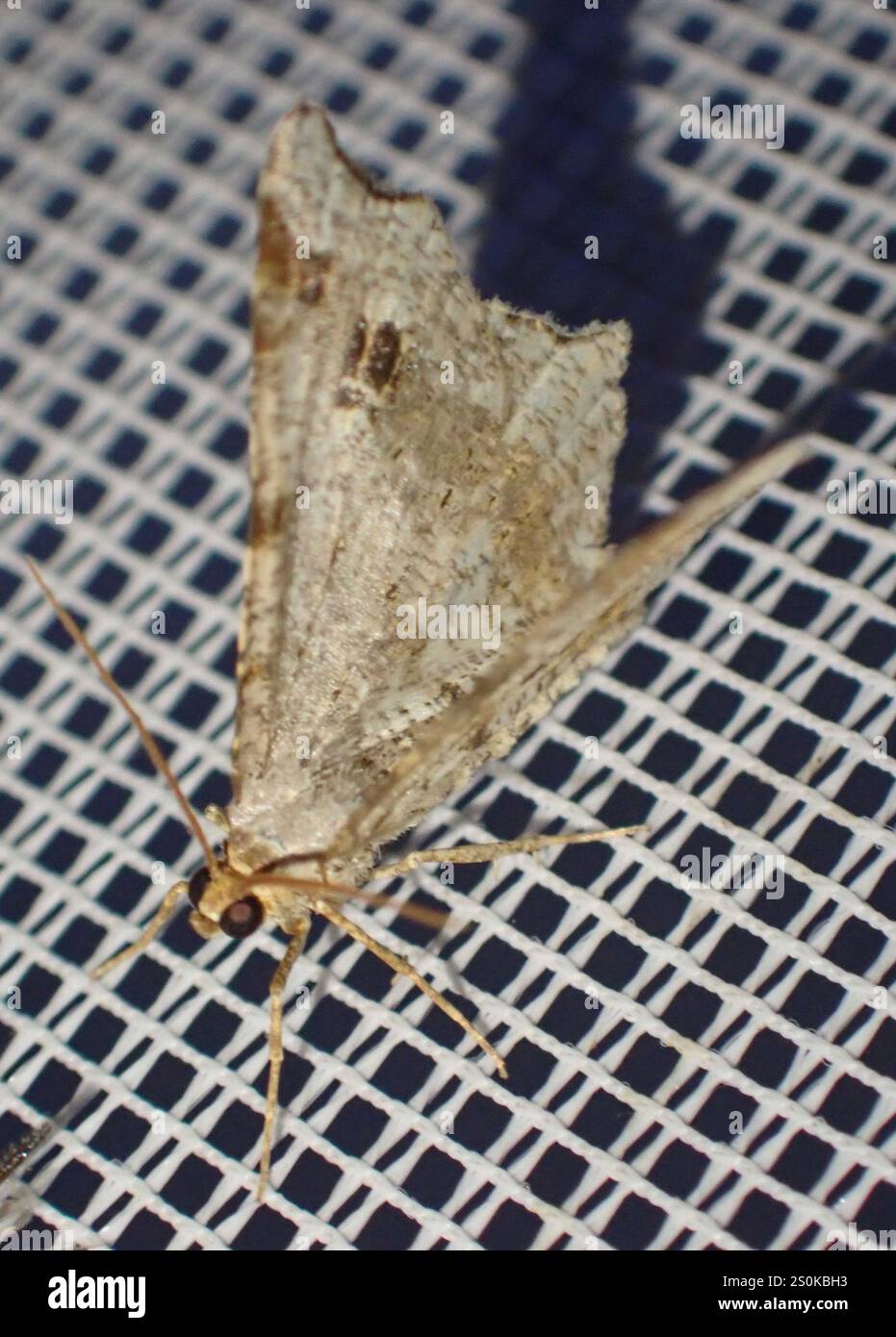 Sharp-angled Peacock Moth (Macaria alternata Stock Photo - Alamy