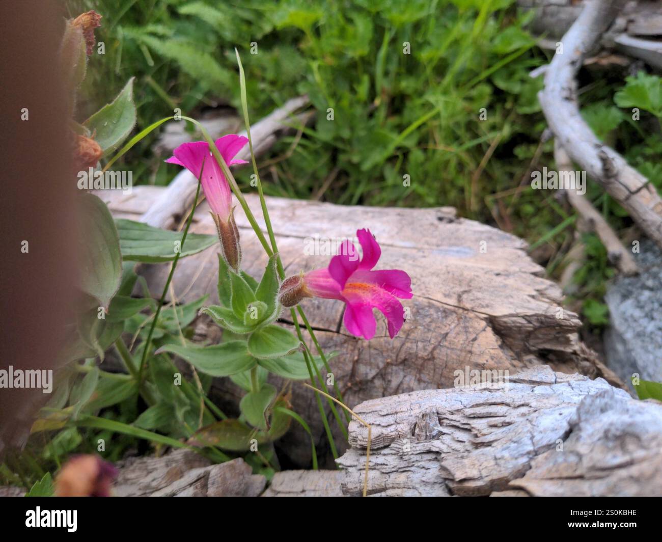 Lewis' monkeyflower (Erythranthe lewisii Stock Photo - Alamy