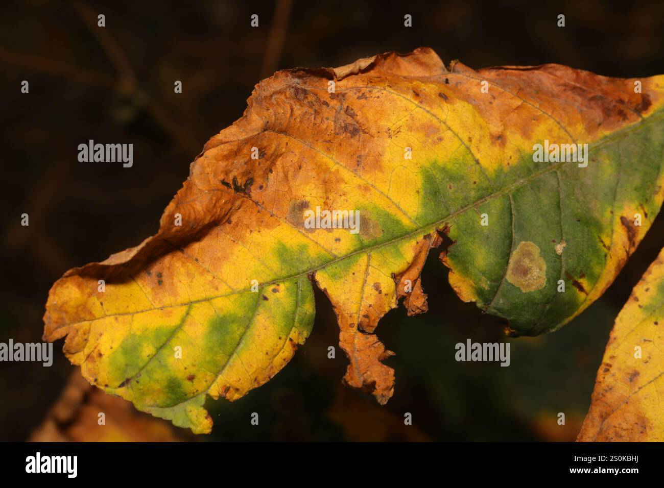 Aesculus leaf blotch (Phyllosticta sphaeropsoidea Stock Photo - Alamy