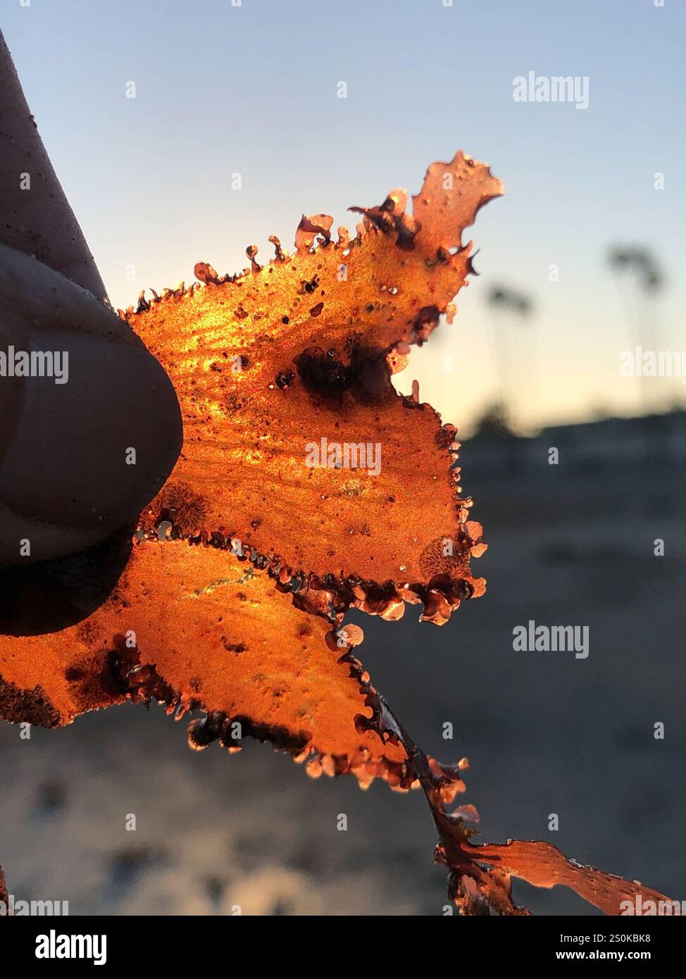 Grape Tongue (Cryptopleura ruprechtiana Stock Photo - Alamy