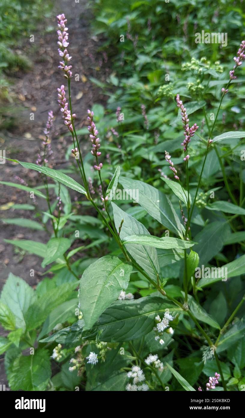 low smartweed (Persicaria longiseta Stock Photo - Alamy