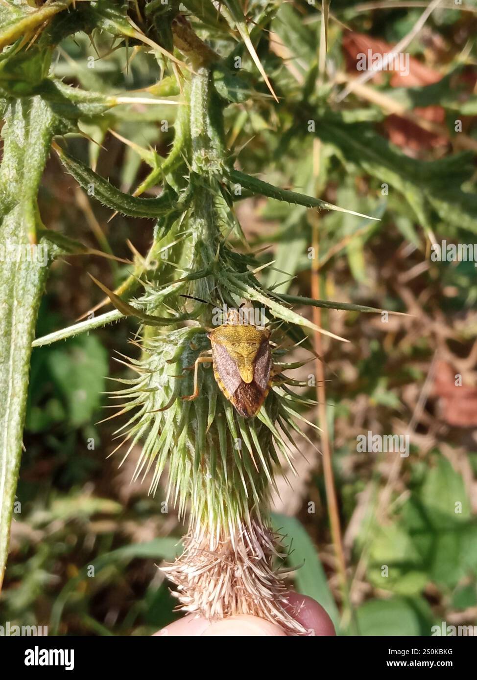 Black-shouldered Shieldbug (Carpocoris purpureipennis Stock Photo - Alamy