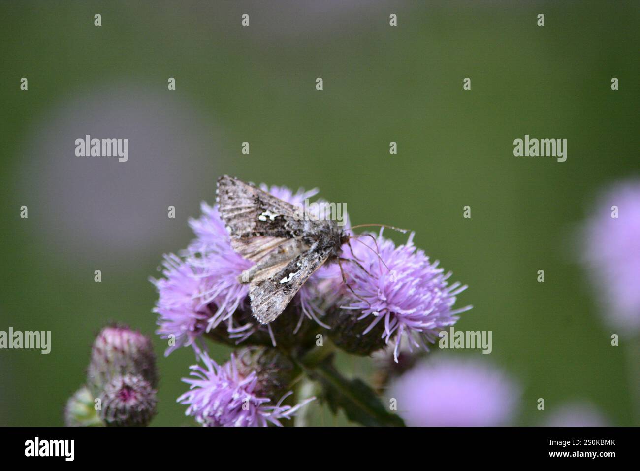Plusiine Looper Moths (Plusiinae Stock Photo - Alamy