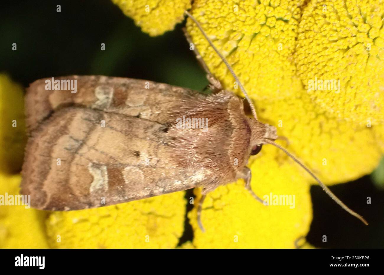 Small Square-spot (Diarsia rubi Stock Photo - Alamy