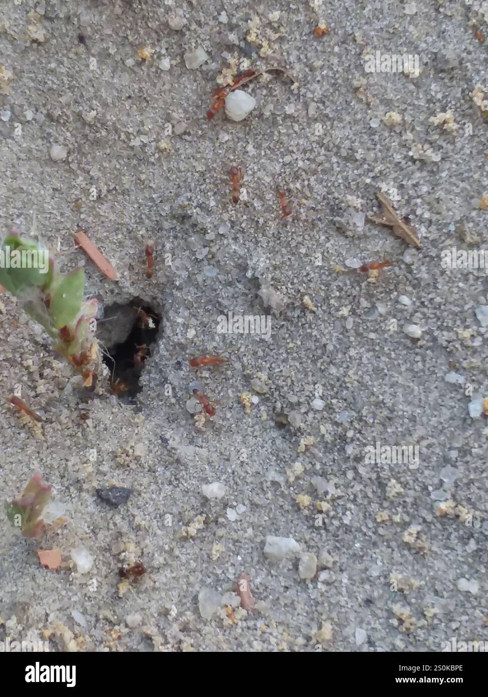 Buren's Pyramid Ant (Dorymyrmex bureni Stock Photo - Alamy