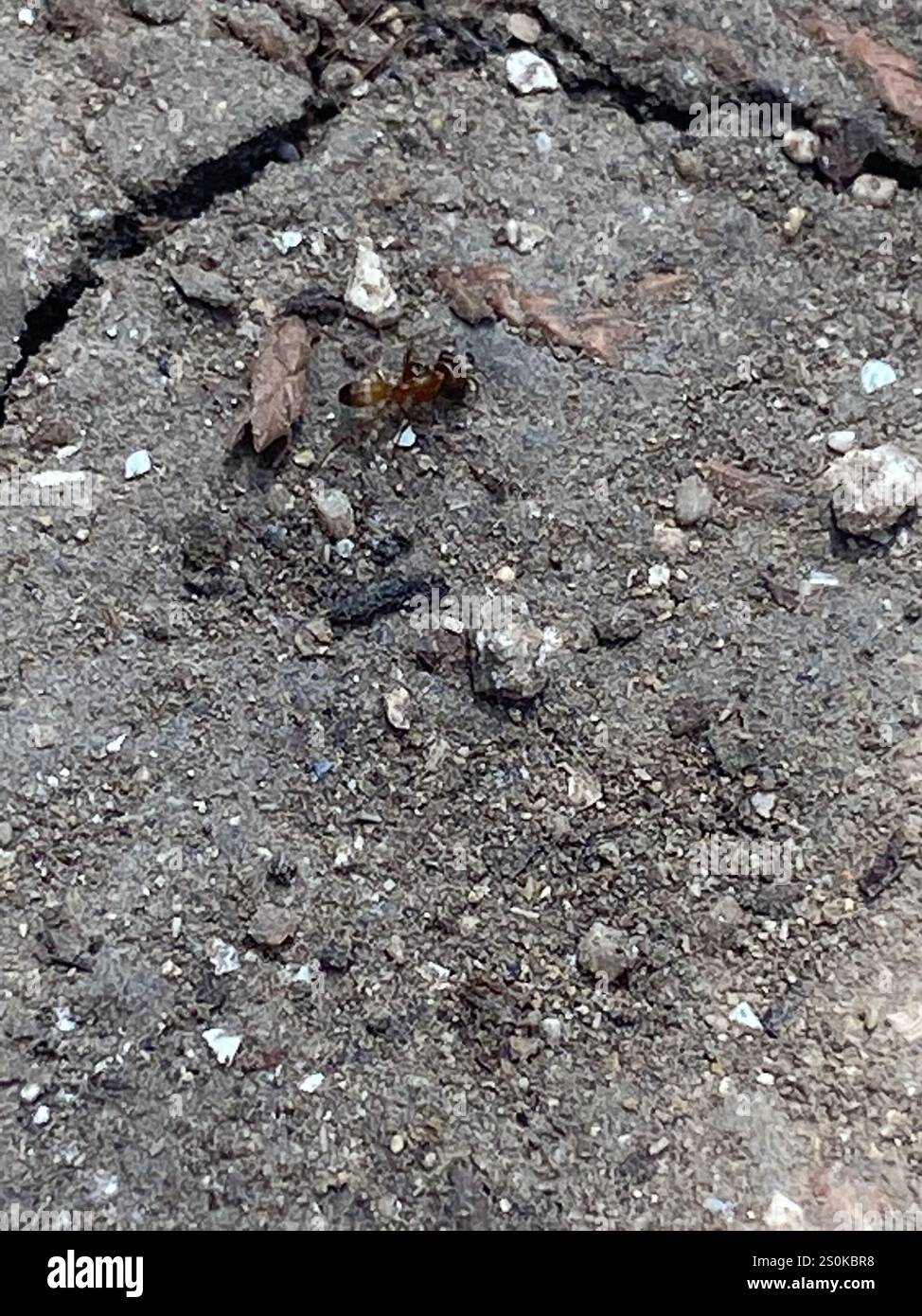 Yellow Pyramid Ant (Dorymyrmex flavus Stock Photo - Alamy