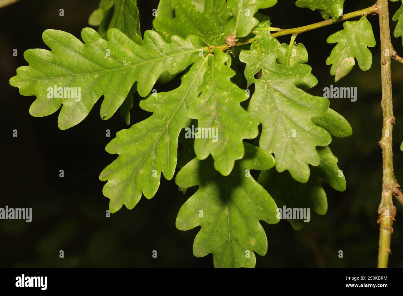English oak (Quercus robur Stock Photo - Alamy