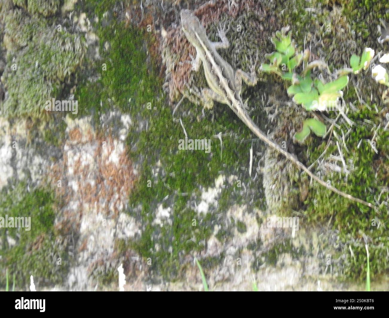 Brown Anole (Anolis sagrei Stock Photo - Alamy