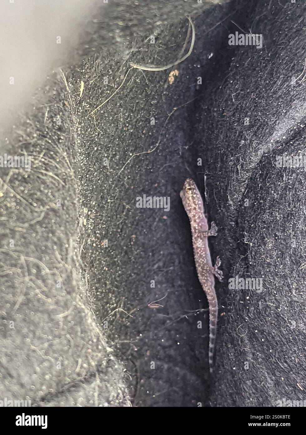 Mediterranean House Gecko (Hemidactylus turcicus Stock Photo - Alamy