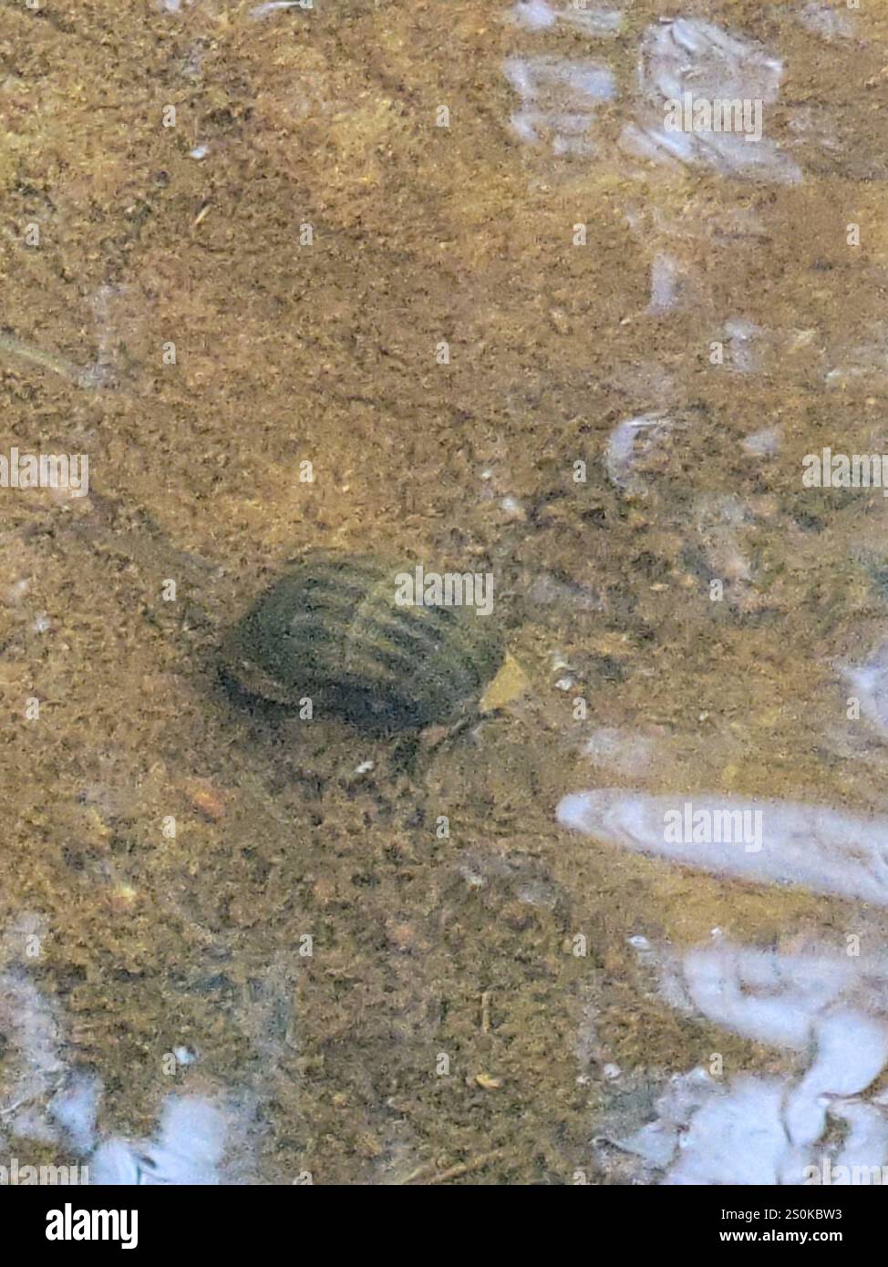 Florida Apple Snail (Pomacea paludosa Stock Photo - Alamy