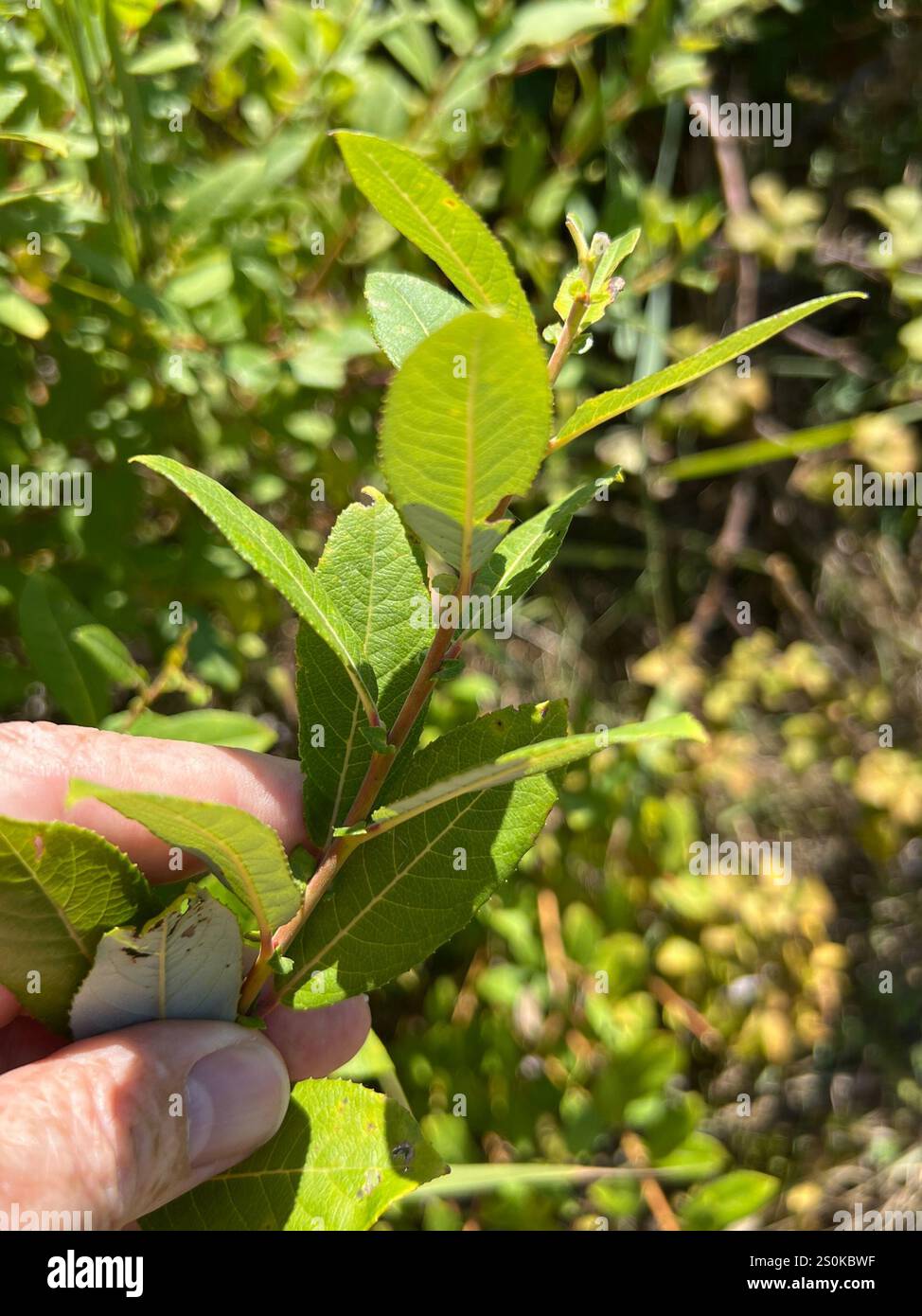 Almond Willow (Salix triandra Stock Photo - Alamy