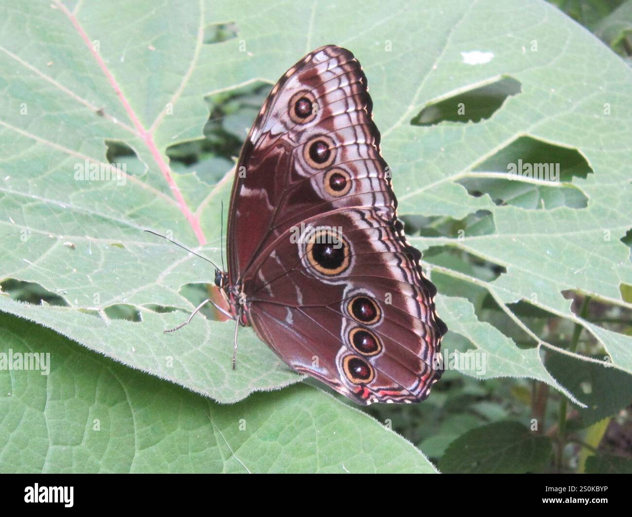Common Morpho (Morpho helenor Stock Photo - Alamy