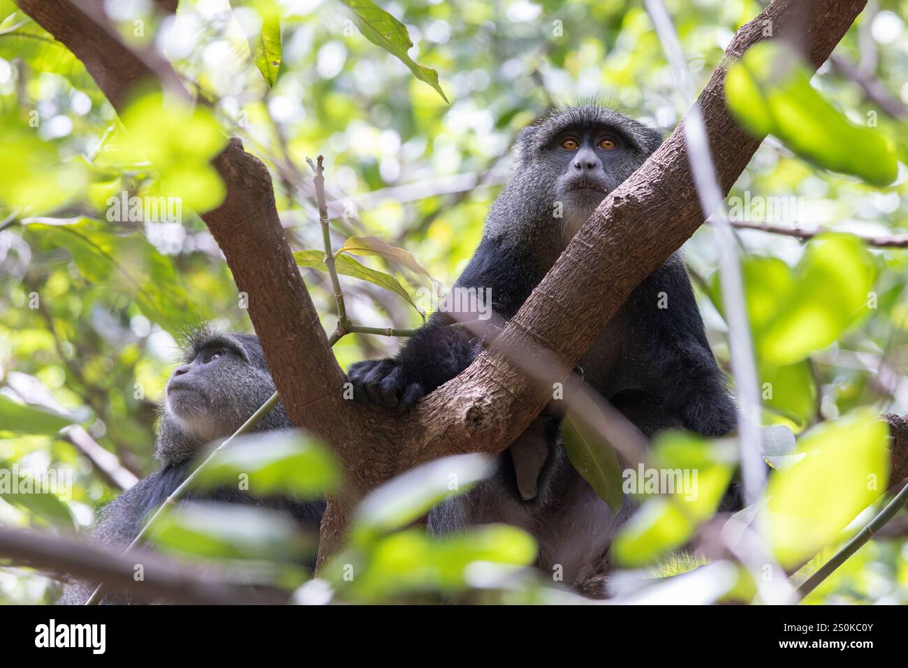Manyara monkey also called blue monkey in the trees of Lake Manyara ...