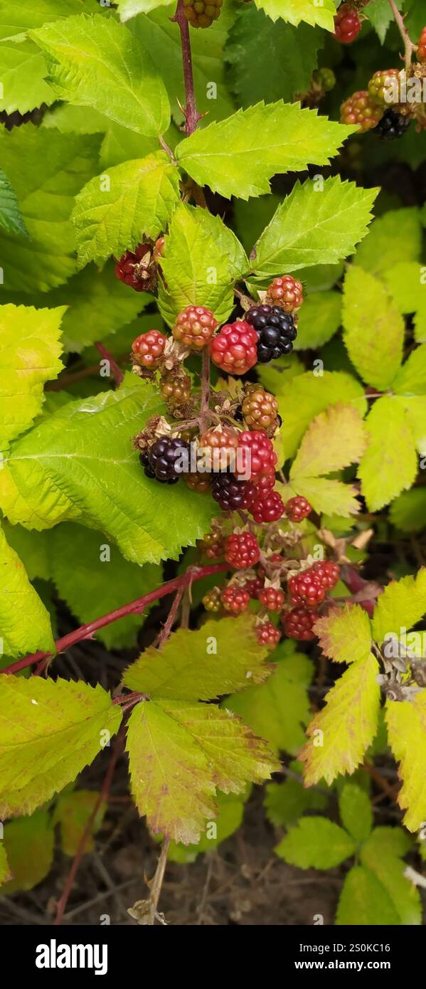 Holy Bramble (Rubus creticus Stock Photo - Alamy