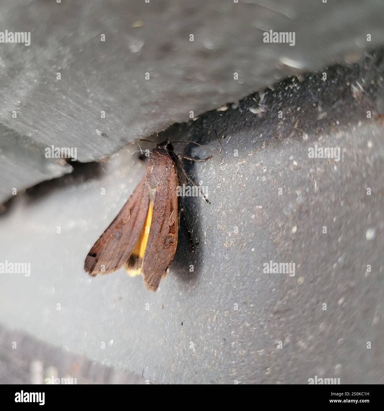 Yellow Underwings (Noctua Stock Photo - Alamy
