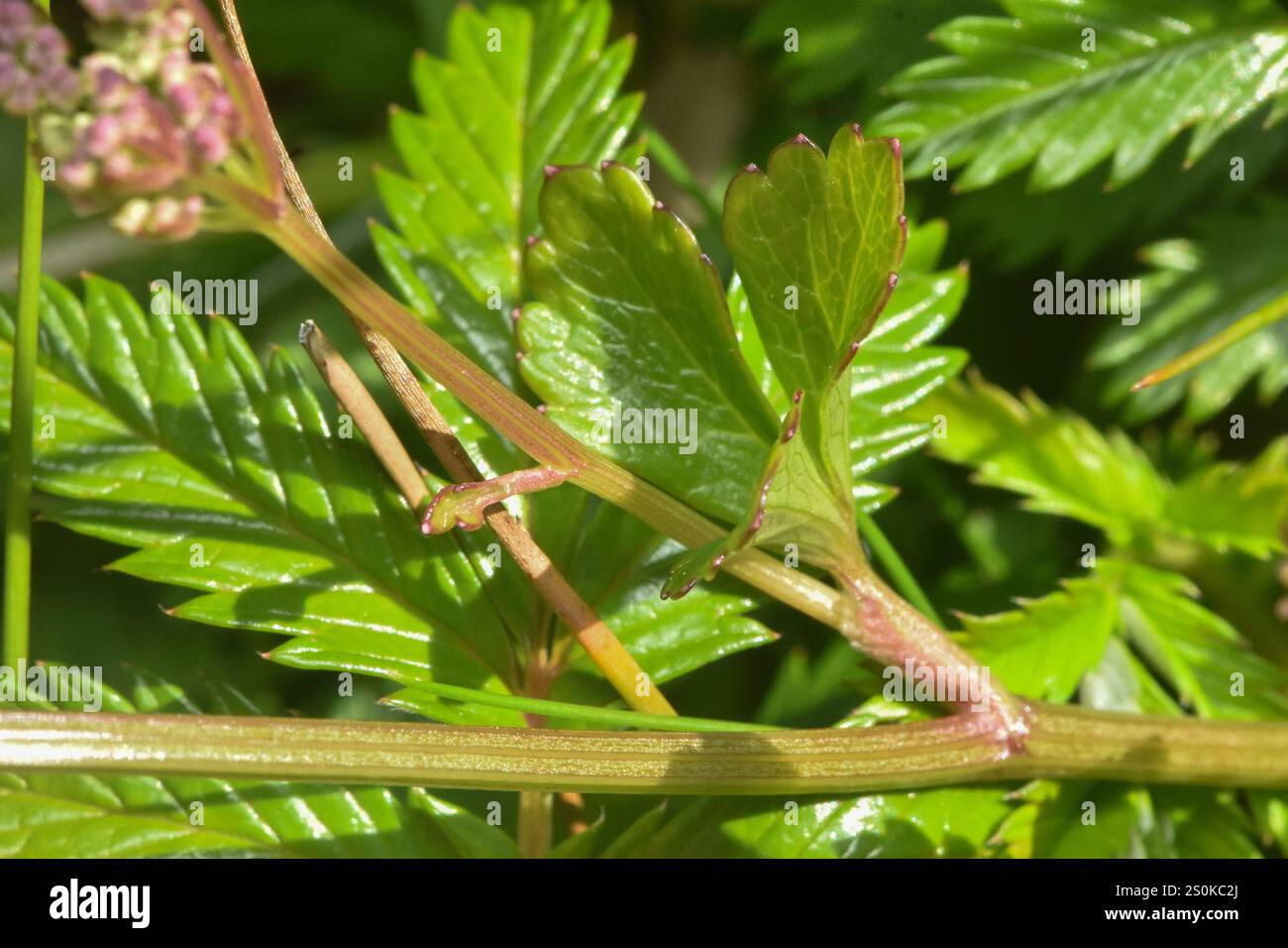 Scots Lovage (Ligusticum scothicum Stock Photo - Alamy