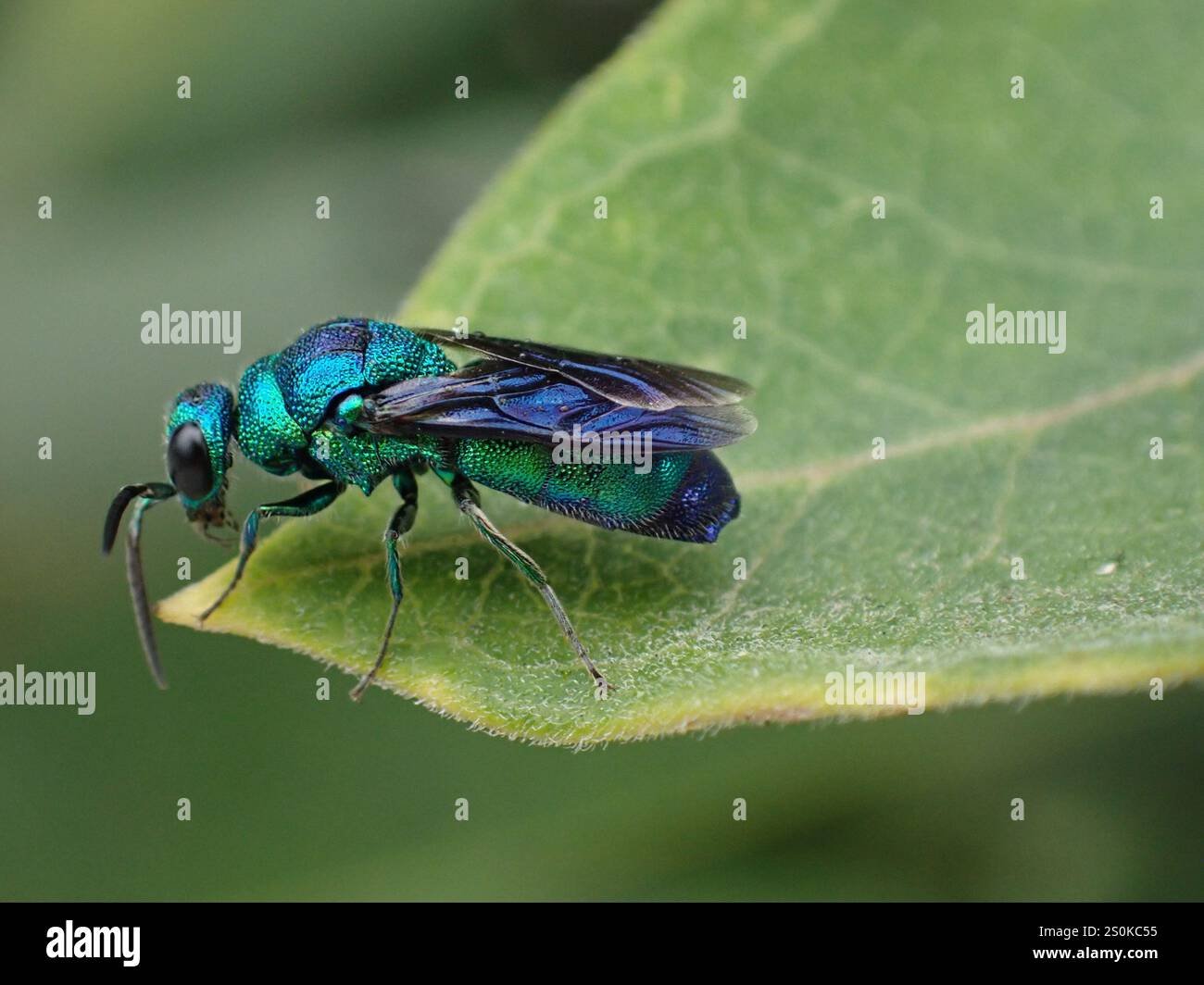 Metallic Bluish-green Cuckoo Wasp (Chrysis angolensis Stock Photo - Alamy