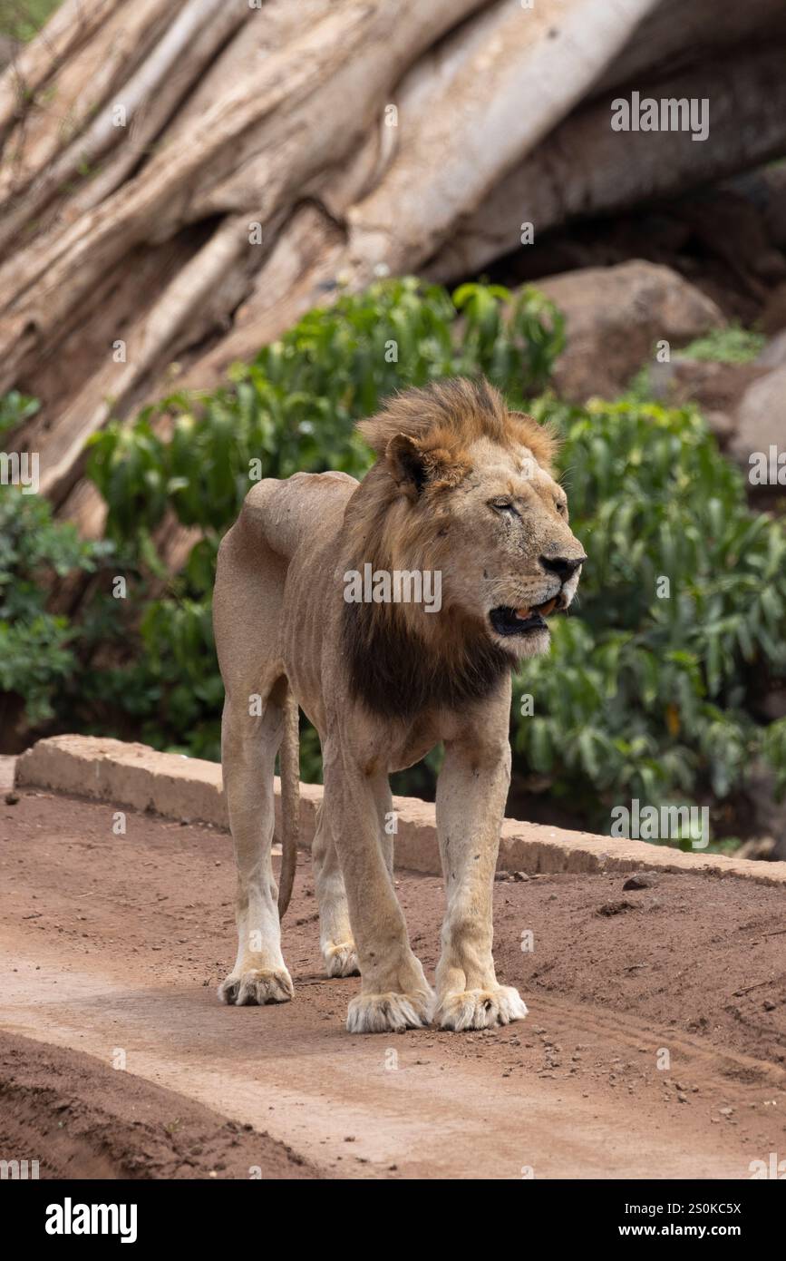 Male Lion standing along the dirt road at Lake Manyara National Park in ...